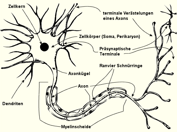 Aufbau eines Neurons